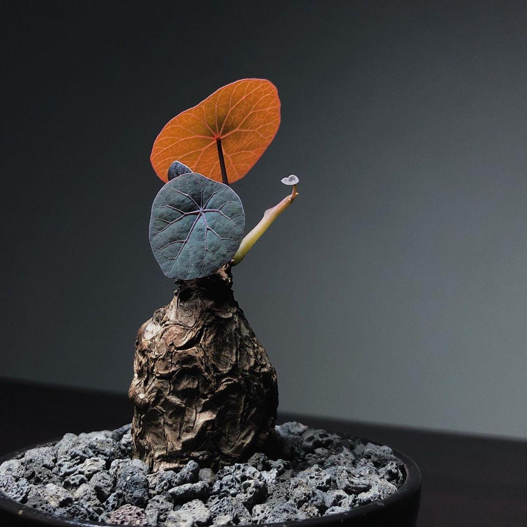 Stephania Nova (Kaweesakii) | PLNT