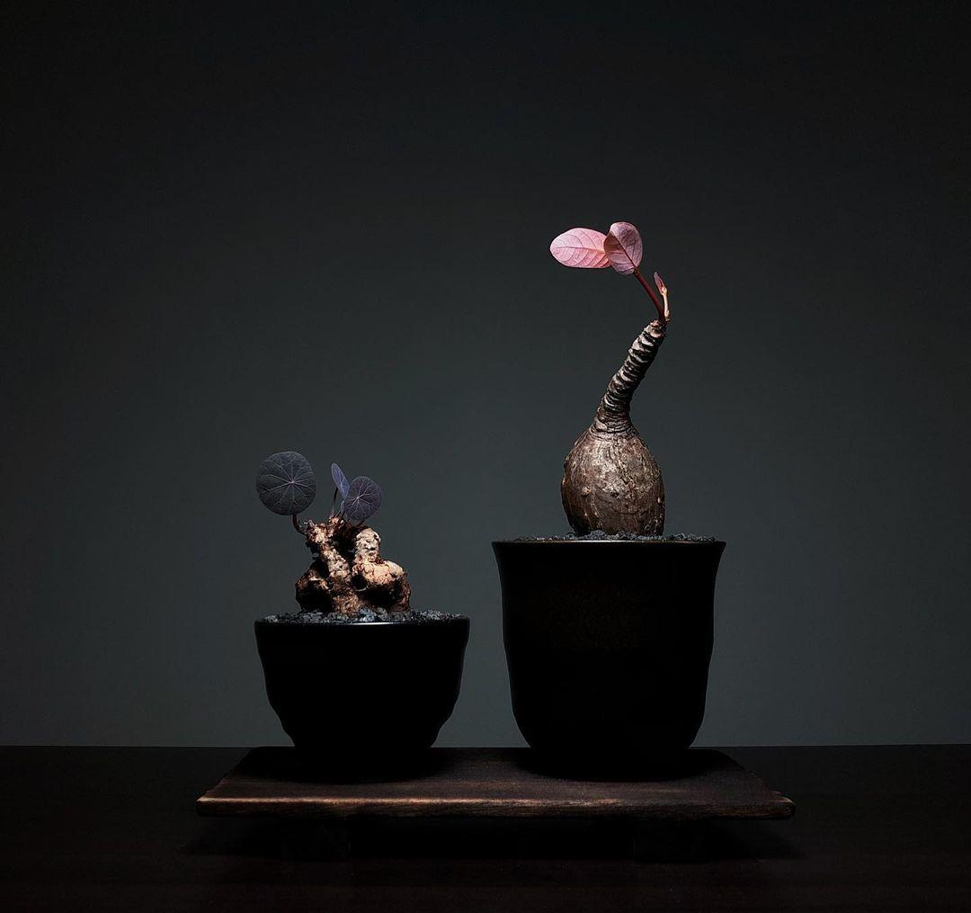 Stephania Nova (Kaweesakii) | PLNT