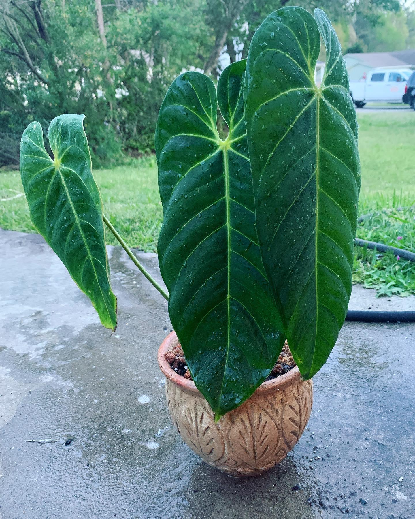 Anthurium Metallicum | PLNT